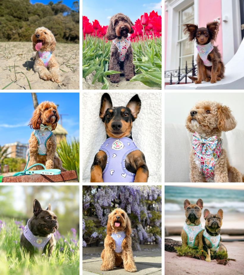 My Pawchella – My.Pawchella