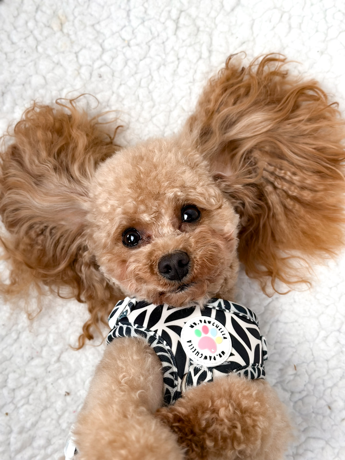 My Pawchella – My.Pawchella